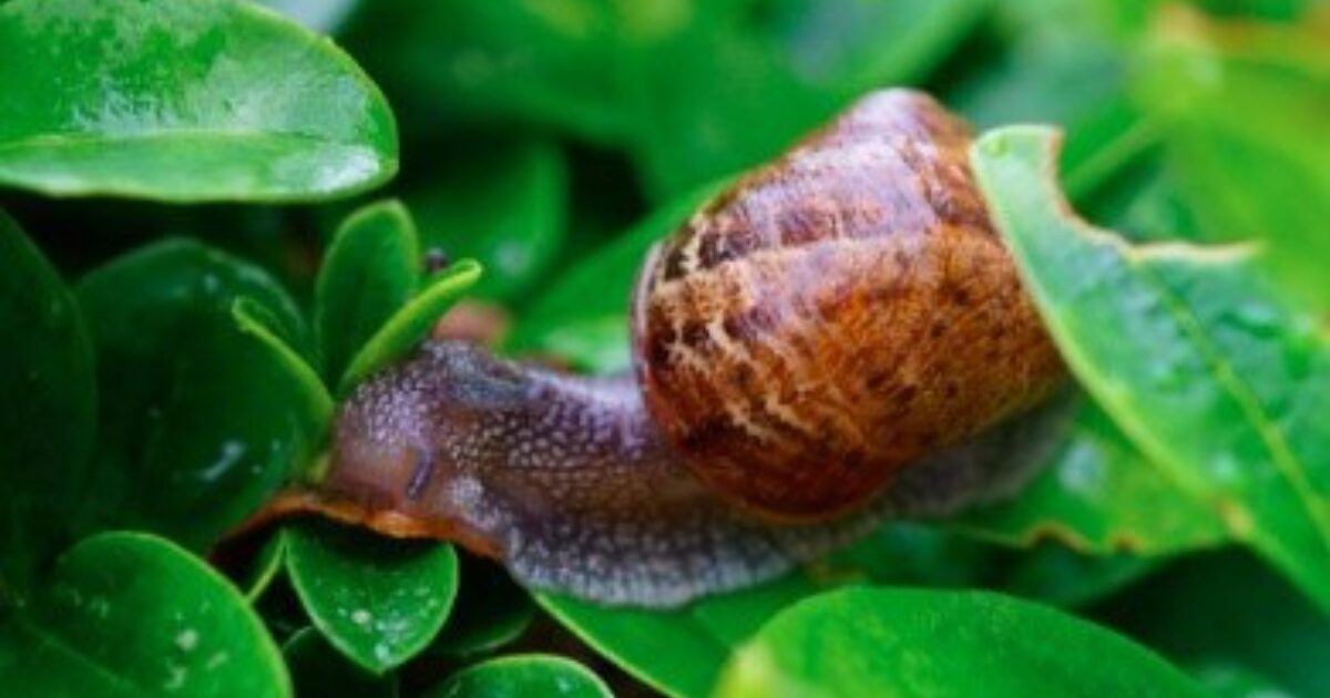 How to Save Your Plants From Slugs This Spring | Irrigatia